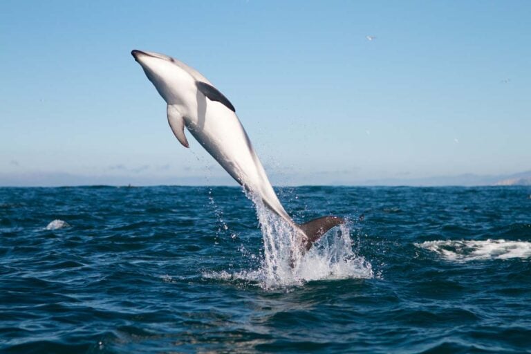 Wildlife in New Zealand: 26 Must-See Animals in New Zealand