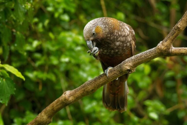 Wildlife in New Zealand: 26 Must-See Animals in New Zealand