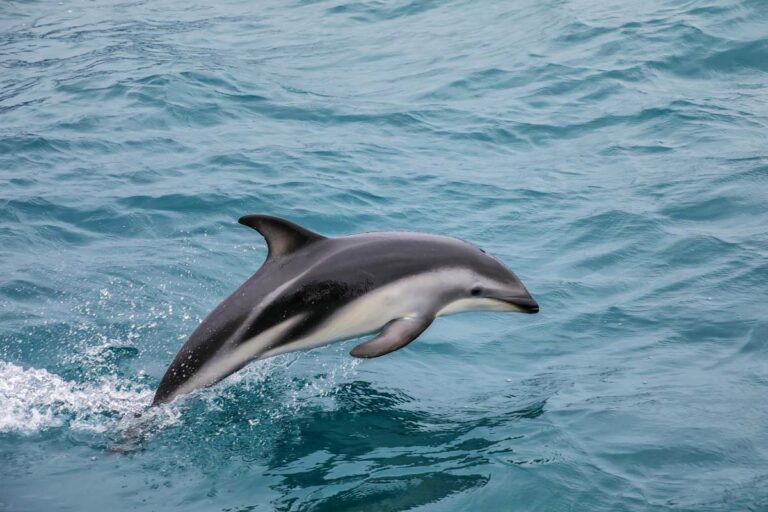 Wildlife in New Zealand: 26 Must-See Animals in New Zealand