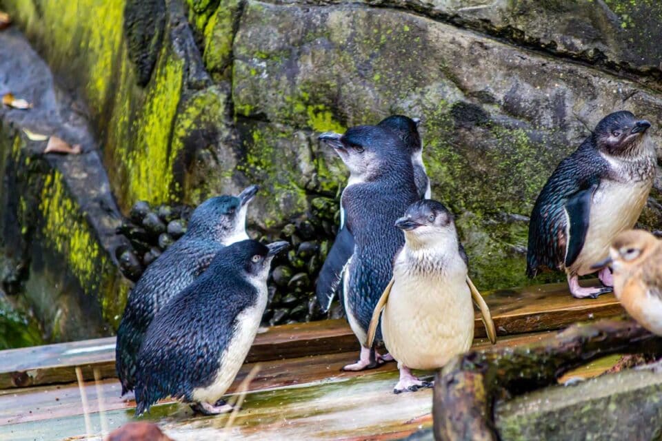 Wildlife in New Zealand: 26 Must-See Animals in New Zealand