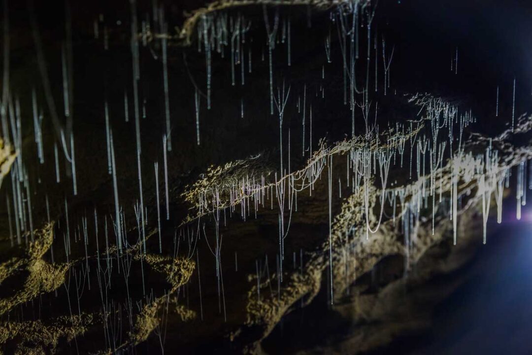 13 Things to KNOW Before Visiting Waitomo Caves, NZ (My Top Tips!)