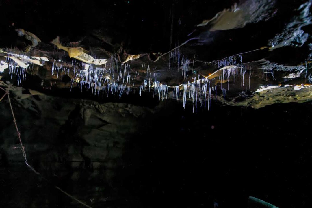 13 Things to KNOW Before Visiting Waitomo Caves, NZ (My Top Tips!)