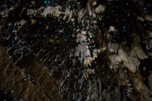 13 Things to KNOW Before Visiting Waitomo Caves, NZ (My Top Tips!)