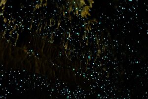 13 Things to KNOW Before Visiting Waitomo Caves, NZ (My Top Tips!)