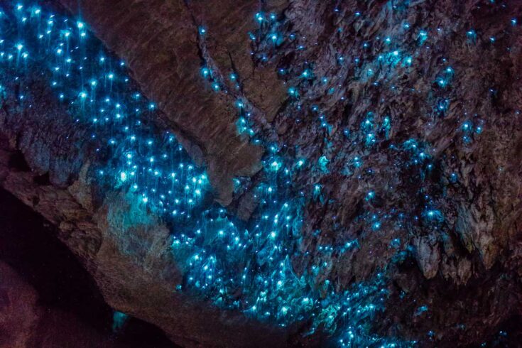 13 Things to KNOW Before Visiting Waitomo Caves, NZ (My Top Tips!)