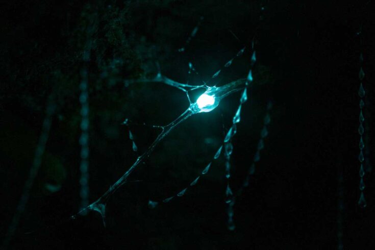 12 BEST Places to See Glow Worms in New Zealand