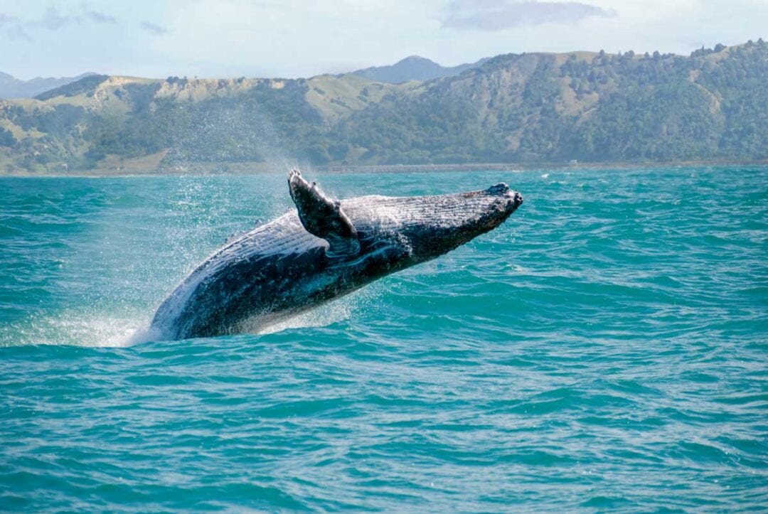 Wildlife in New Zealand: 26 Must-See Animals in New Zealand
