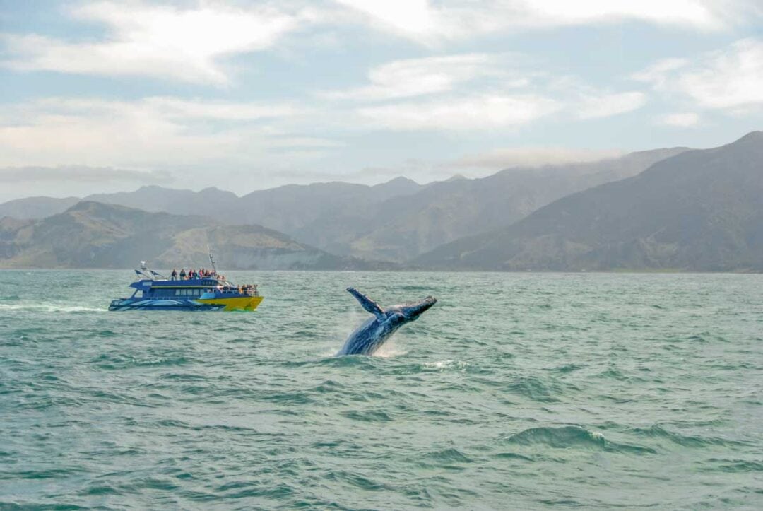 11 Things to KNOW Before Going Whale Watching in Kaikoura +My Top Tips