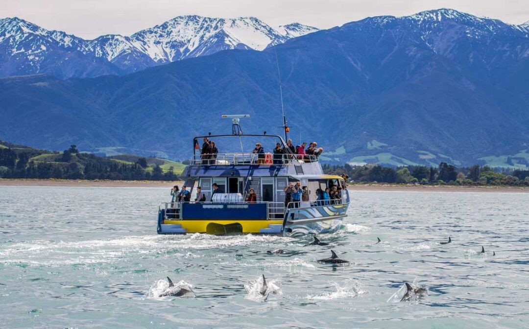 11 Things to KNOW Before Going Whale Watching in Kaikoura +My Top Tips