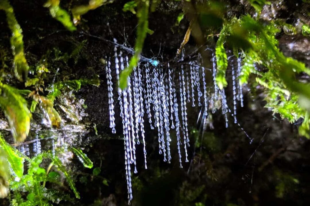 12 BEST Places to See Glow Worms in New Zealand