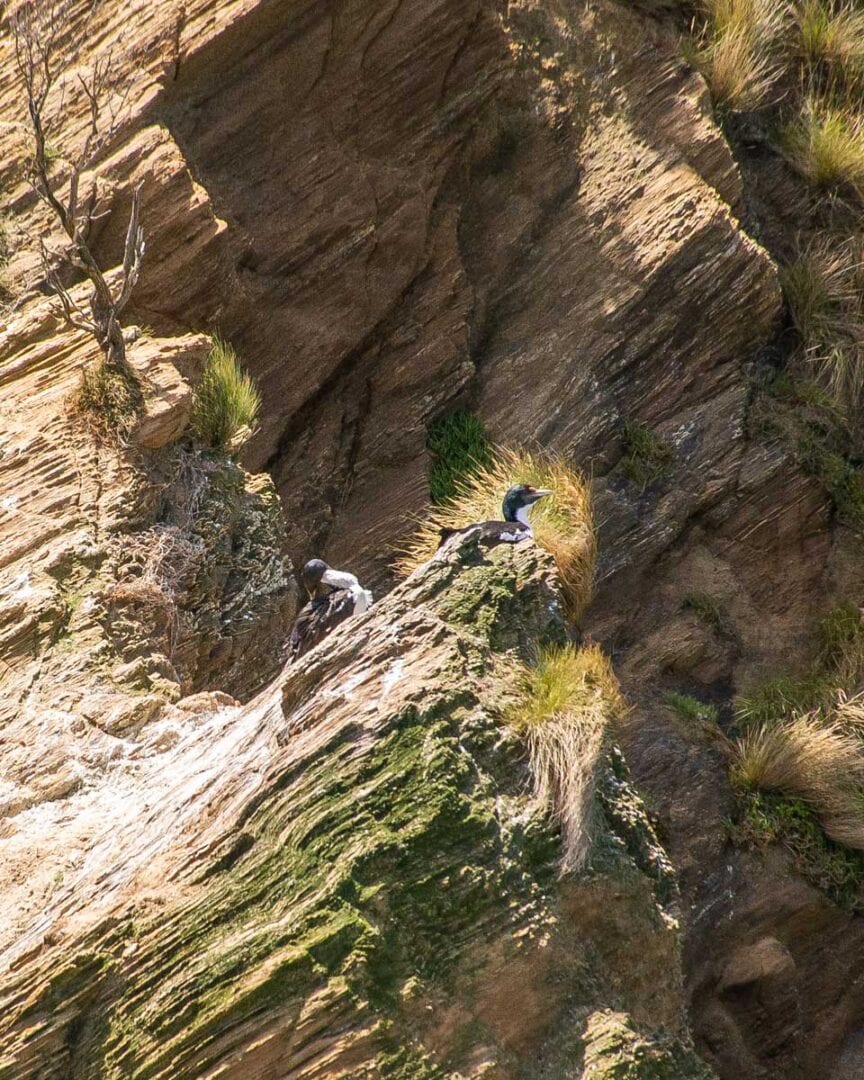 6 BEST Marlborough Sounds Cruises in Picton +My TOP Choices - My Queenstown Diary