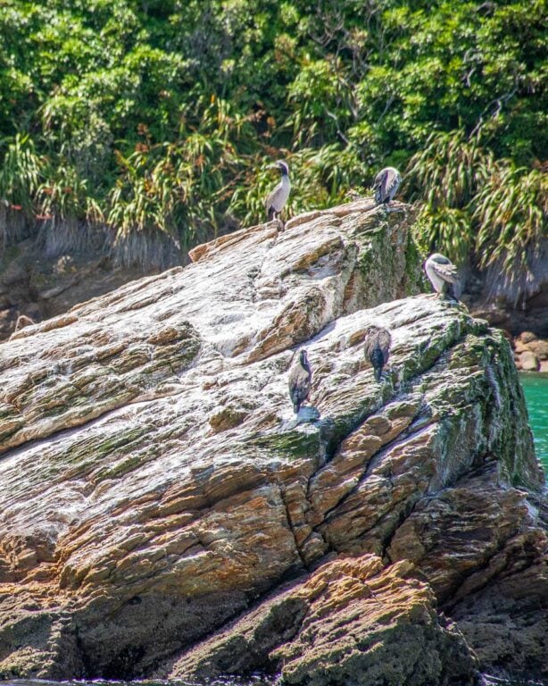 10 Things to KNOW Before Visiting the Marlborough Sounds (My Top Tips!)