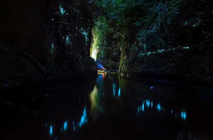 12 BEST Places to See Glow Worms in New Zealand
