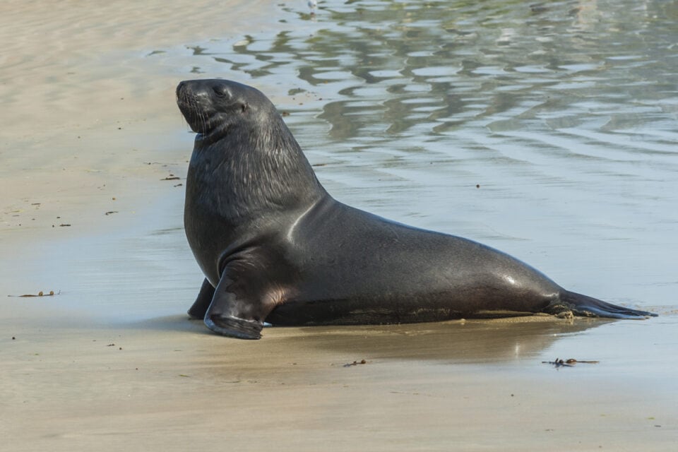 Wildlife in New Zealand: 26 Must-See Animals in New Zealand