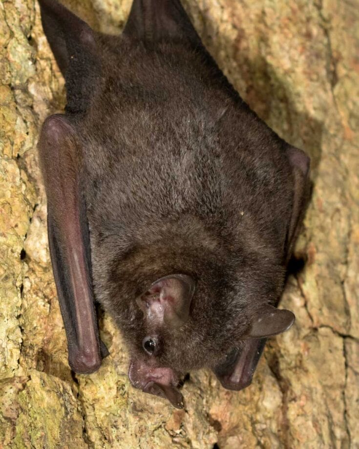 Wildlife in New Zealand: 26 Must-See Animals in New Zealand