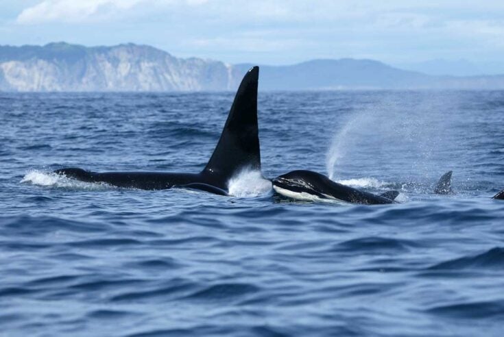 Wildlife in New Zealand: 26 Must-See Animals in New Zealand