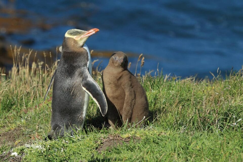 Wildlife in New Zealand: 26 Must-See Animals in New Zealand