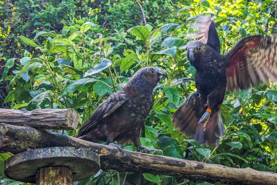 15 Things to KNOW Before Visiting Zealandia Ecosanctuary, Wellington