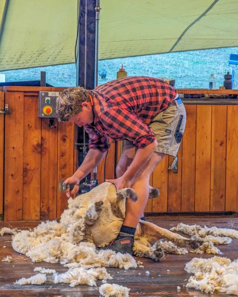 10 Things to KNOW Before Booking a Walter Peak Farm Tour, Queenstown