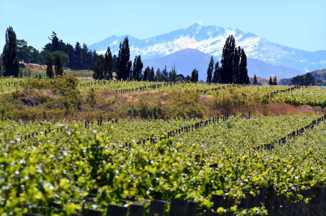 8 Things to Know BEFORE Visiting the Gibbston Valley Wine Region, New ...