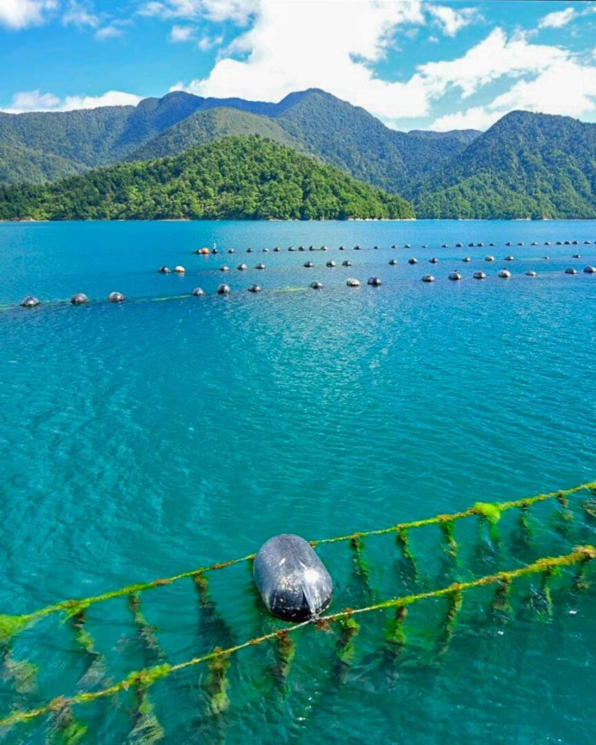 6 BEST Marlborough Sounds Cruises in Picton +My TOP Choices - My ...