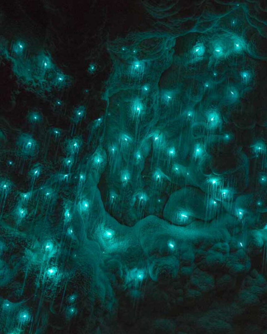 Te Anau Glow Worm Caves Tour Review - Is It Worth It? - My Queenstown Diary